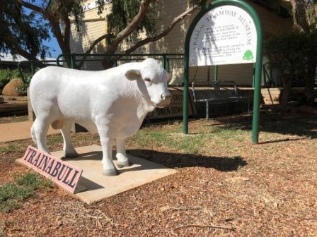Adorabulls | Explore the Barcaldine Region