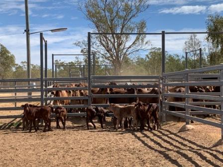 Alpha Dip Yards | Explore the Barcaldine Region